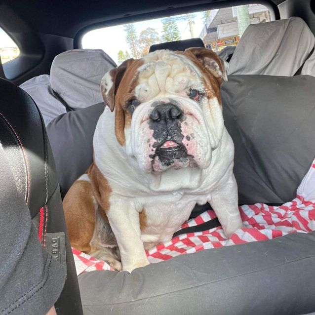 Bubba - Large Male British Bulldog Dog in NSW - PetRescue