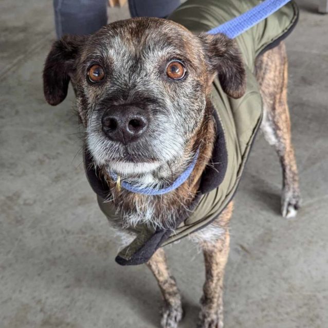 Ted - Medium Male Staffy x Wolfhound Dog in NSW - PetRescue