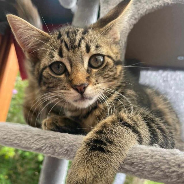 Remy *9 Lives Project Rescue* - Female Domestic Short Hair Cat in VIC ...