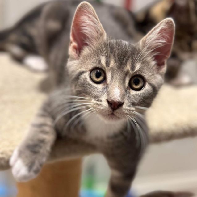Cuboid - Male Domestic Short Hair Cat in VIC - PetRescue