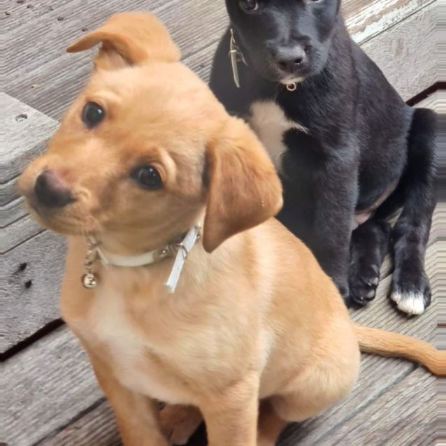 Star - Medium Female Golden Retriever x Labrador x Kelpie Dog in VIC ...