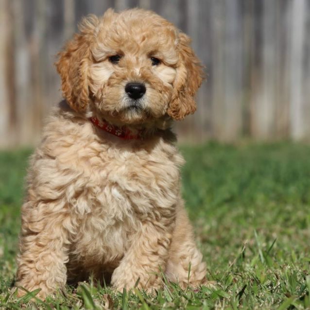 Tait - Medium Male Golden Retriever x Poodle Mix Dog in QLD - PetRescue
