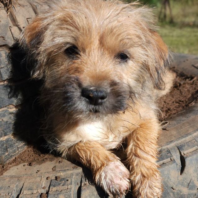 Chase - Small Male Silky Terrier Mix Dog in QLD - PetRescue