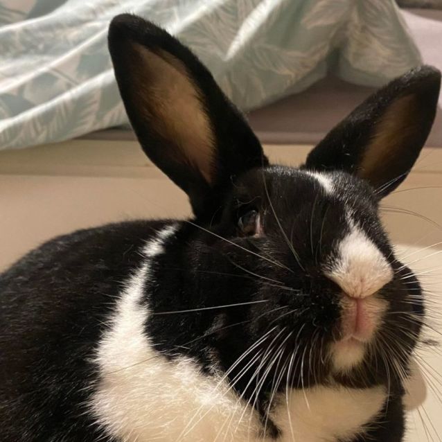 Stripe - Male Dutch Rabbit in ACT - PetRescue