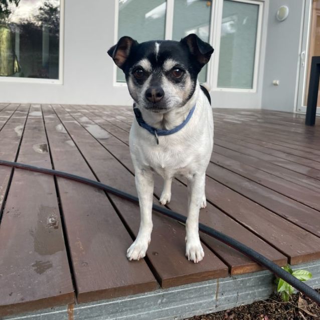 Toby - Small Male Miniature Fox Terrier x Chihuahua Dog in ACT - PetRescue