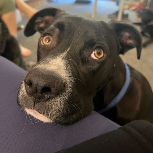 Swoop - Medium Male Boxer x Border Collie Mix Dog in VIC - PetRescue