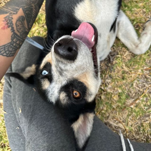 Pixie - Medium Female Kelpie x Husky Mix Dog in VIC - PetRescue