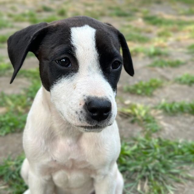 Charlie - Large Female Boxer x Pointer Mix Dog in VIC - PetRescue