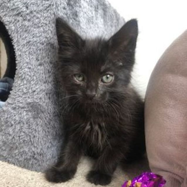 Fusilli - Female Domestic Short Hair Cat in VIC - PetRescue