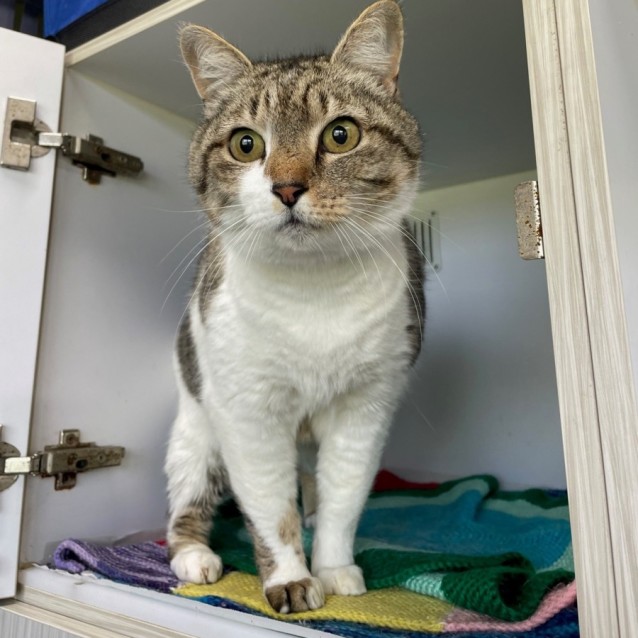 Mr Tonks - Male Domestic Short Hair Cat in NSW - PetRescue