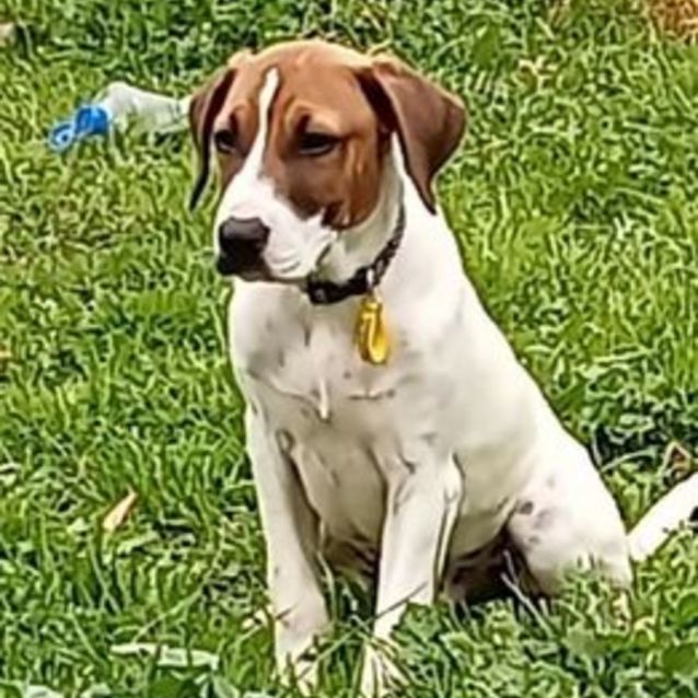 Billy - Large Male Pointer Mix Dog in VIC - PetRescue