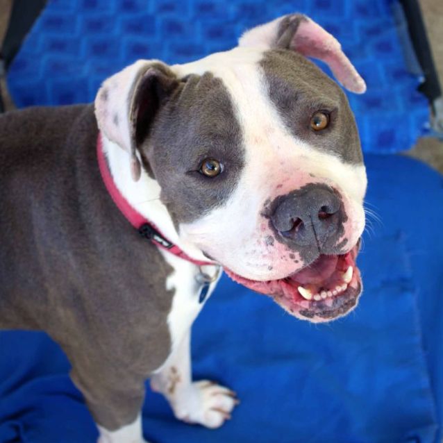 Frankie - Medium Male Amstaff Mix Dog in NSW - PetRescue