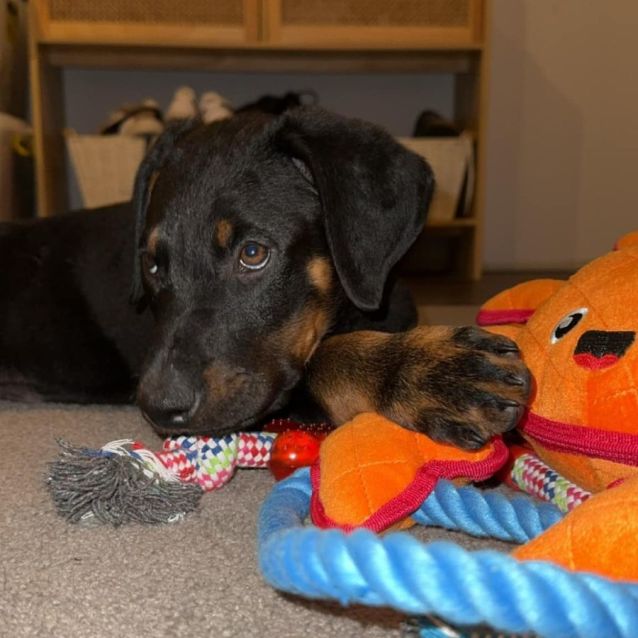 Kylo - Large Male Doberman x Rottweiler Mix Dog in VIC - PetRescue