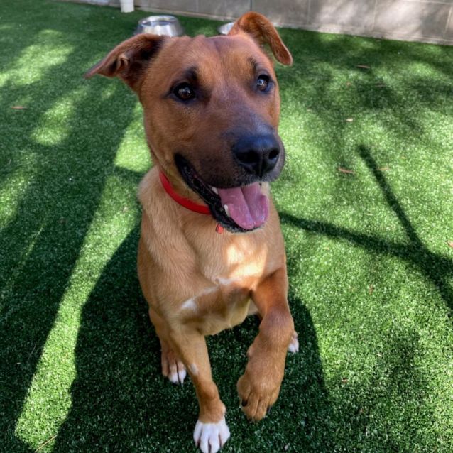 D855 Rasta - Medium Male Staffy Mix Dog in NSW - PetRescue