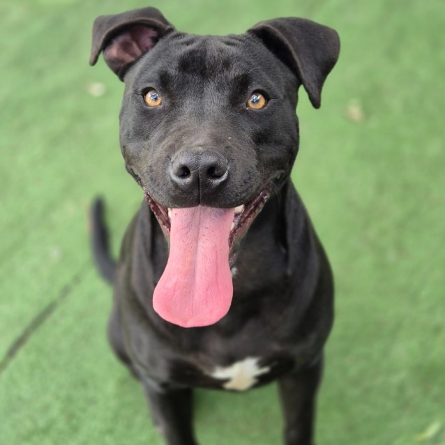 Frank - Medium Male American Staffordshire Terrier Mix Dog in NSW ...