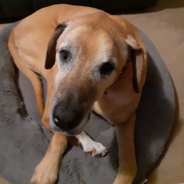 Atlantic - Large Male Bull Arab x Mastiff Mix Dog in VIC - PetRescue