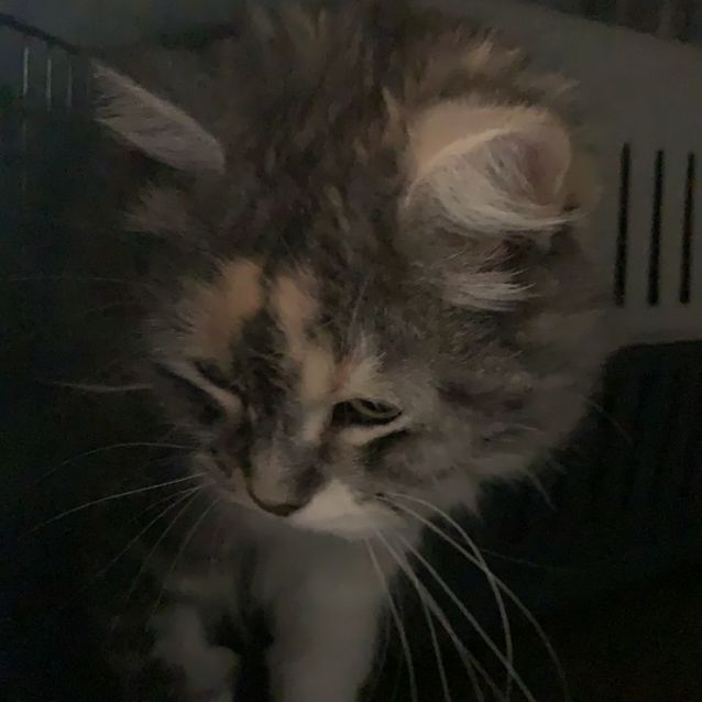 Kelly - Female Manx Mix Cat in QLD - PetRescue