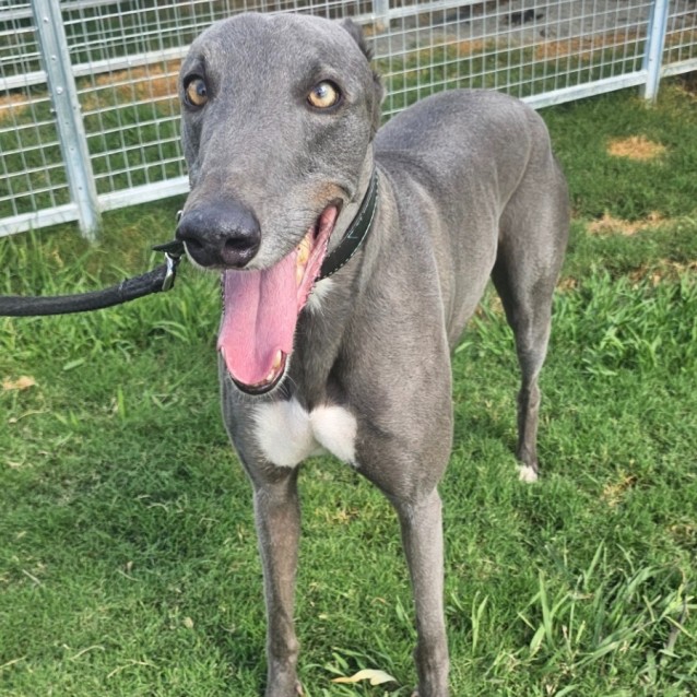 Rocky - Large Male Greyhound Dog in QLD - PetRescue