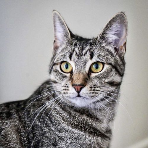 Small Paws Animal Rescue QLD - PetRescue