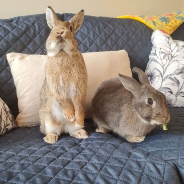 Penny & Pebbles (Located in West Melbourne) - Female Flemish Giant x ...