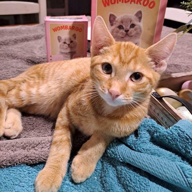 Axel - Male Domestic Short Hair Cat in QLD - PetRescue