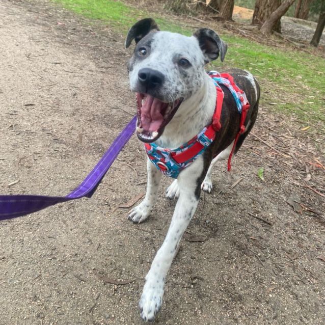 Peregrine - Medium Male Staffy Mix Dog in VIC - PetRescue