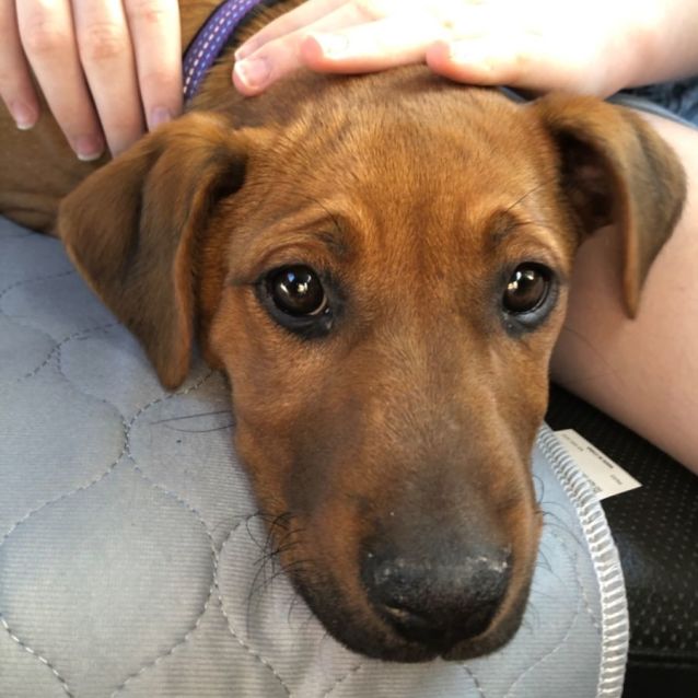 Amy - Medium Female Ridgeback Mix Dog in QLD - PetRescue