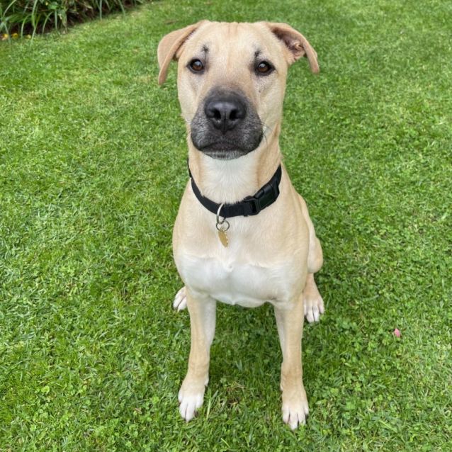 Rez - Medium Male Labrador x Staffy Mix Dog in VIC - PetRescue