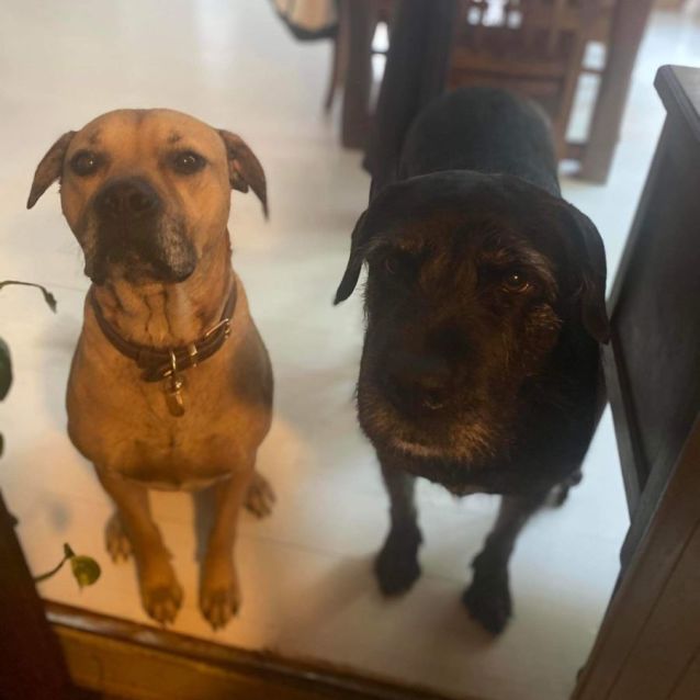 Laxus - Large Male Rhodesian Ridgeback x Staffy Mix Dog in VIC - PetRescue