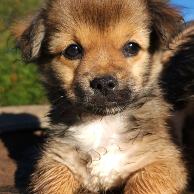 Marshall - Small Male Silky Terrier Mix Dog in QLD - PetRescue