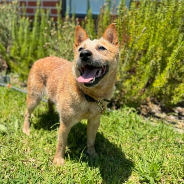 Port - Medium Female Red Heeler Mix Dog in VIC - PetRescue
