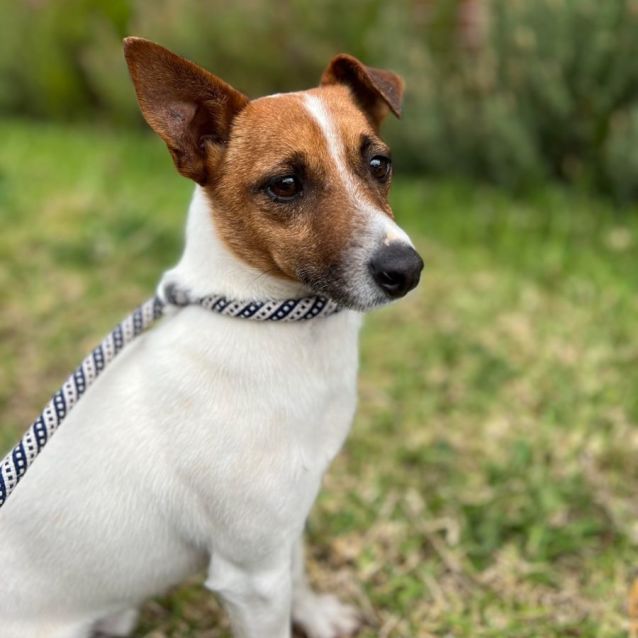Blue - Small Male Jack Russell Terrier Dog in VIC - PetRescue