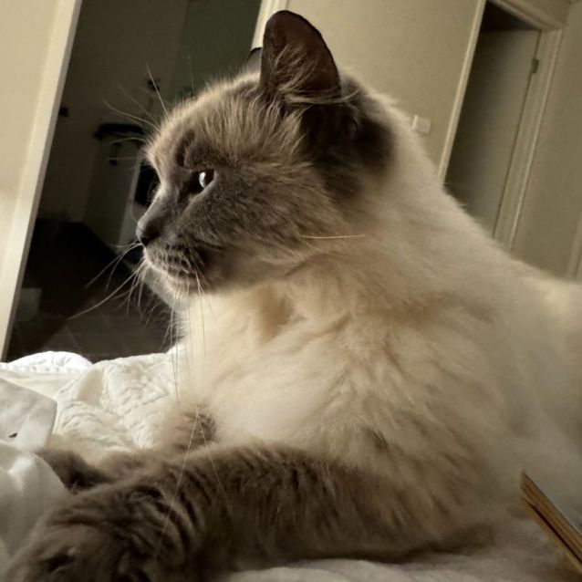 Miss Marple **2nd Chance Cat Rescue** - Female Ragdoll Cat in VIC ...