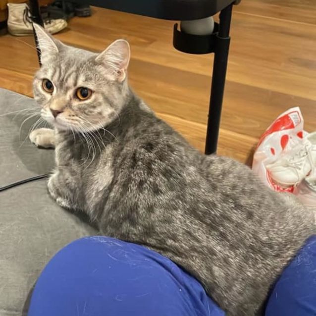 Little Miss **2nd Chance Cat Resue** - Female British Shorthair Cat in ...