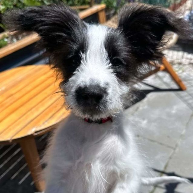 Coast Banksia - Small Male Shih Tzu x Border Collie Mix Dog in VIC ...