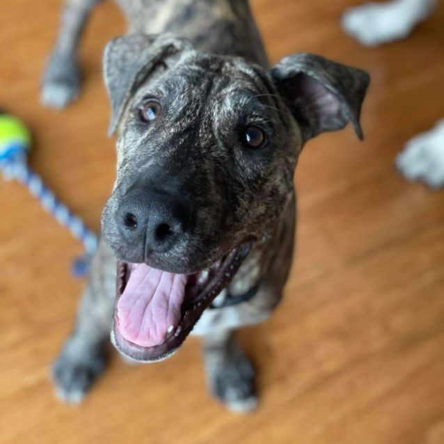 💙🤪 Floyd 🤪💙 - Large Male Mixed Breed Dog in NSW - PetRescue