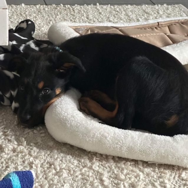 Vulcan - Medium Male Kelpie Dog in VIC - PetRescue