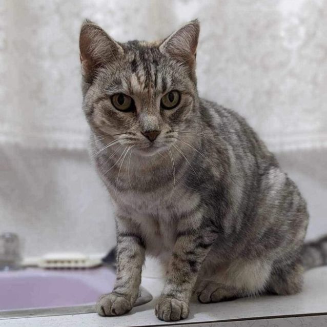Lucy - Female Bengal Mix Cat in VIC - PetRescue