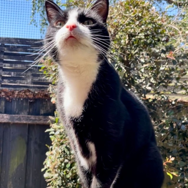 Zander - Male Domestic Short Hair (DSH) Cat in VIC - PetRescue