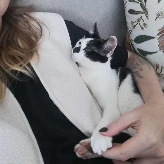 Pixie - Female Domestic Short Hair Cat in NSW - PetRescue