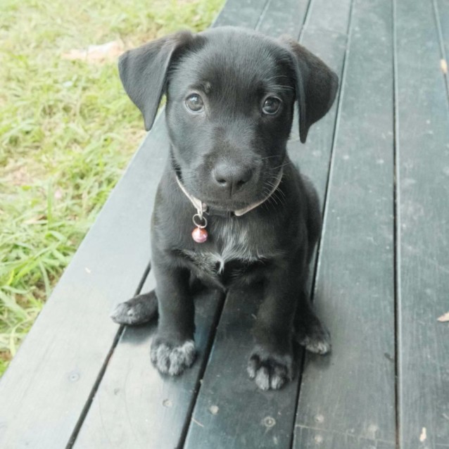Murphy - Medium Female Labrador Retriever x Australian Cattle Dog Dog ...
