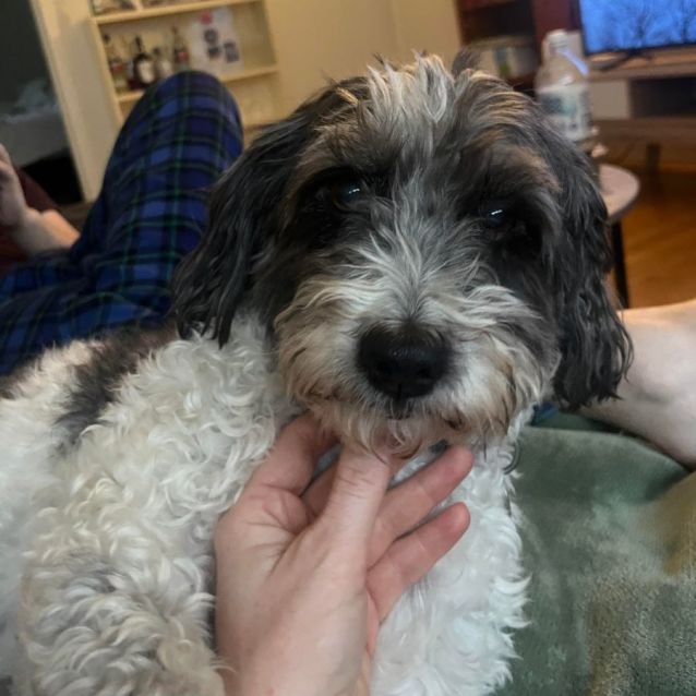 Josie - Small Female Bichon Frise x Fox Terrier Mix Dog in VIC - PetRescue