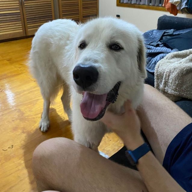 Marko - Large Male Maremma Sheepdog Mix Dog in VIC - PetRescue