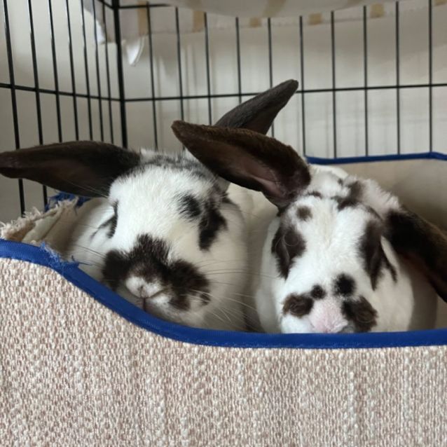 Pumpkin and Juliette - Female Rabbit in ACT - PetRescue