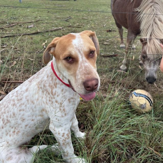 Portia - Large Female American Bulldog x British Bulldog x Bull Terrier ...