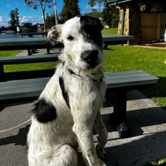 Dumbledog - Large Male Irish Wolfhound x Staghound Mix Dog in VIC ...
