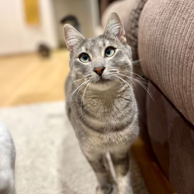 Cross Eyed Billy Bob - Meet me @ PETstock Chaddy! - Male Domestic Short ...