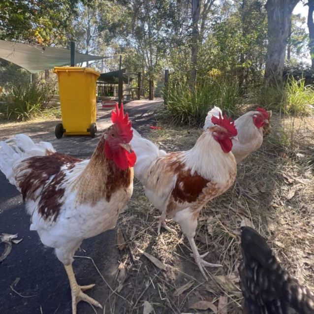 Three Roosters - Male Rooster in QLD - PetRescue