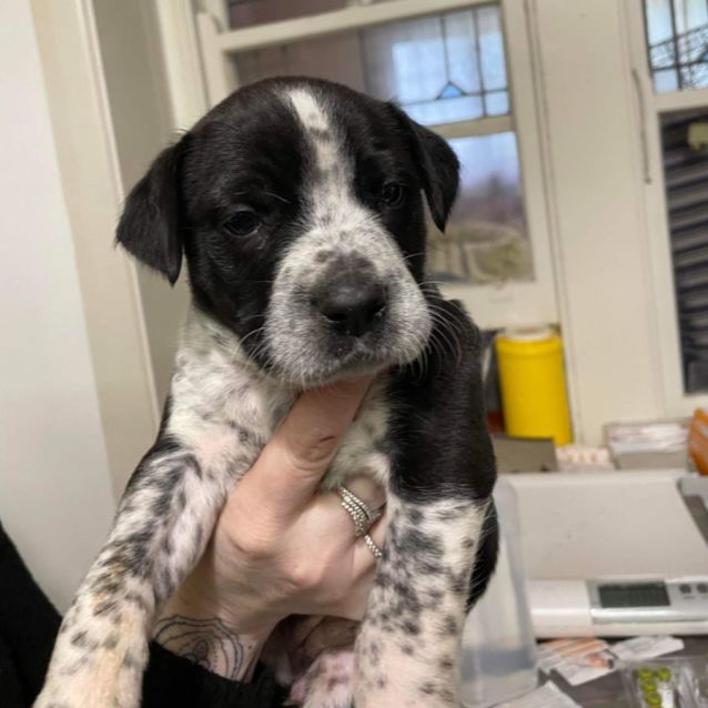 Annie 🍯 - Large Female Mastiff x Australian Cattle Dog Dog in VIC ...