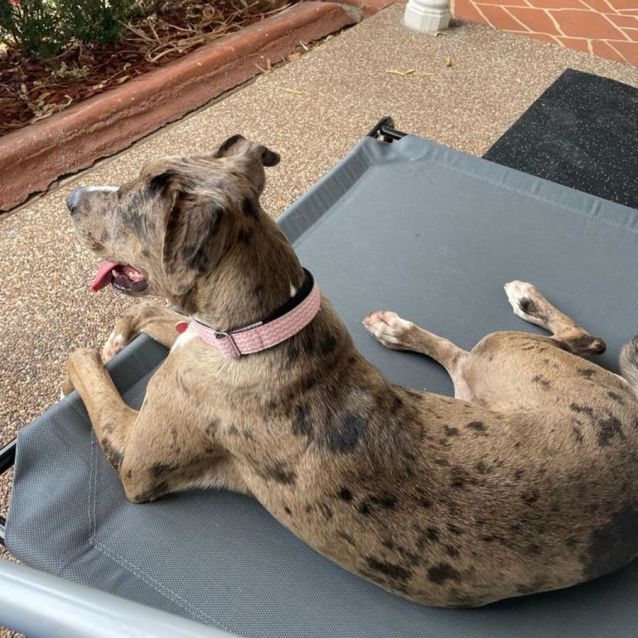 Coco - Large Female Catahoula x German Shorthaired Pointer Mix Dog in NSW - PetRescue